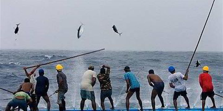 Alliance Select tuna firm sets pole-and-line target | IntraFish.com