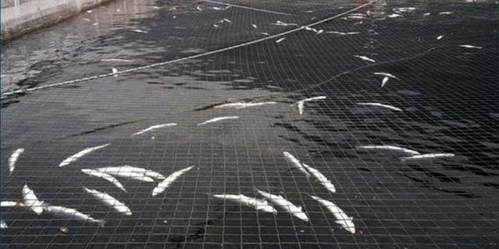 Algae crisis 2016: Job losses begin piling up in Chile | IntraFish.com