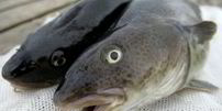 First farmed Irish cod destined for French tables | IntraFish.com