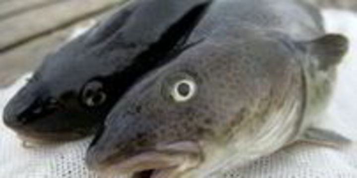 First farmed Irish cod destined for French tables | IntraFish.com