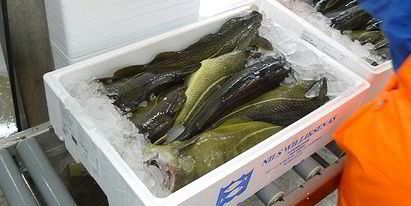 French, Swedish chefs give thumbs up to farmed cod | IntraFish.com