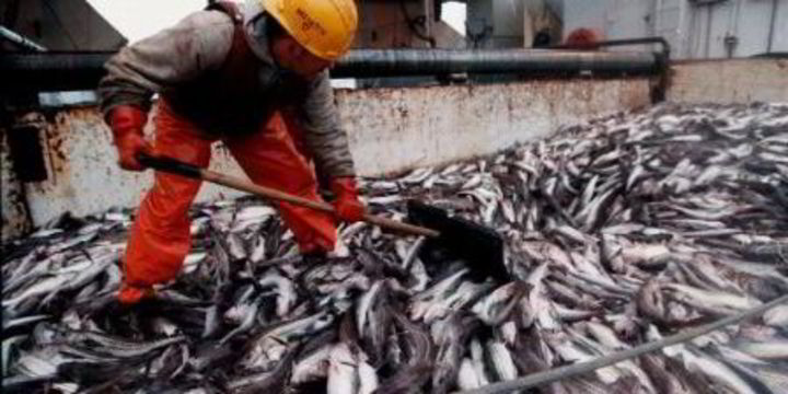 Group seeks cap on salmon bycatch by pollock fleet | IntraFish.com