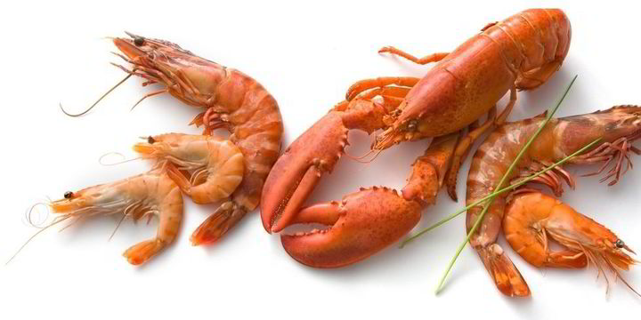 French seafood importer Gelazur puts focus on sustainable supply ...