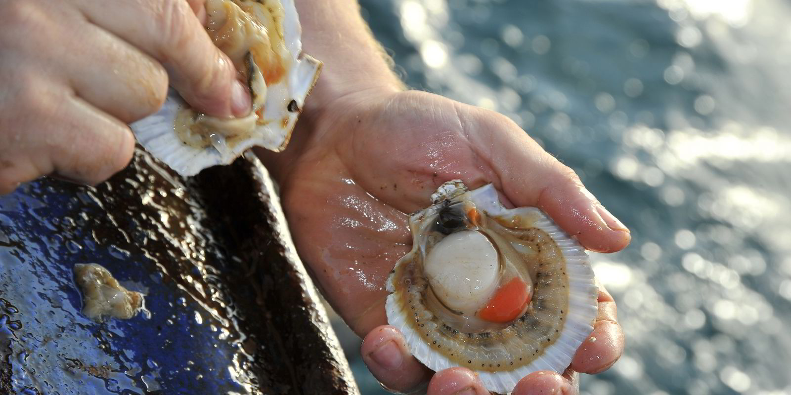 US scallop imports, exports drop through October | IntraFish.com