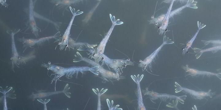 Land-based shrimp farming: A snapshot of a growing sector | IntraFish.com