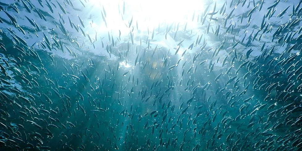 Peru's total anchovy landings end at 50.96% of TAC | IntraFish.com