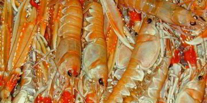 Scottish shellfish sector quashes overfishing talk | IntraFish.com