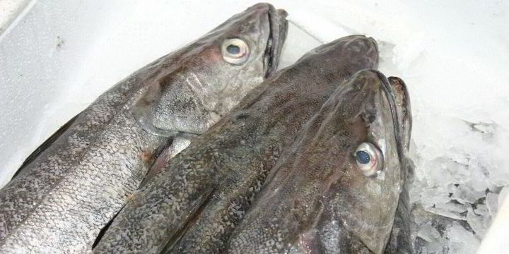 Chile adopts hake management plan | IntraFish.com