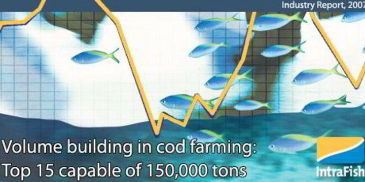 Volume building in cod farming | IntraFish.com