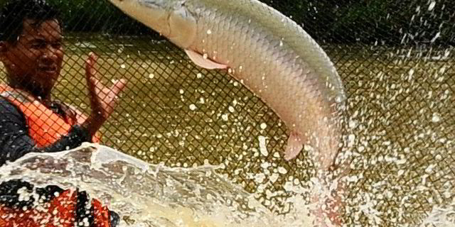 Video: Farming paiche in the Amazon | IntraFish.com