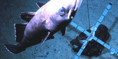 MSC investigates DNA mislabeling claims | IntraFish.com