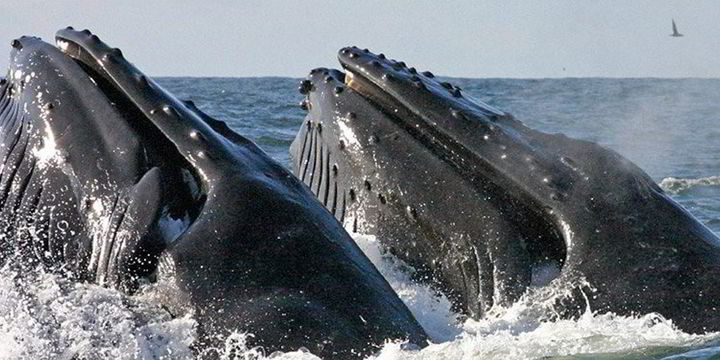 'Too much and too fast' | Whale beachings spark call for New York Bight ...