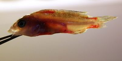 Helseproblem for oppdretta berggylte | IntraFish.no