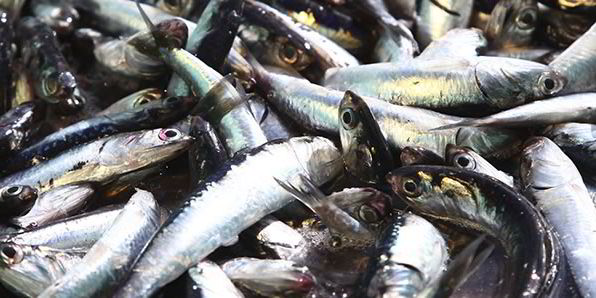 Peru's anchovy catch hits 30% of TAC | IntraFish.com