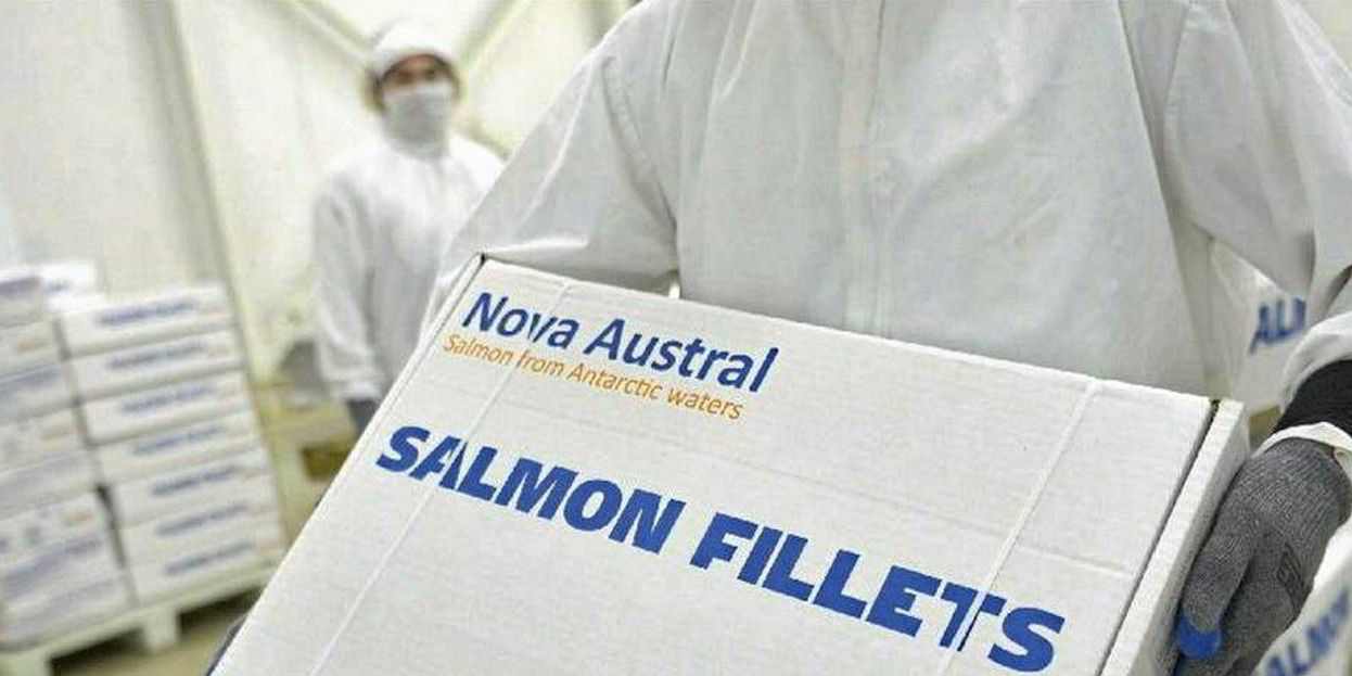 Chile salmon farmer Nova Austral forced to make another cash call as 'liquidity issues' continue ...