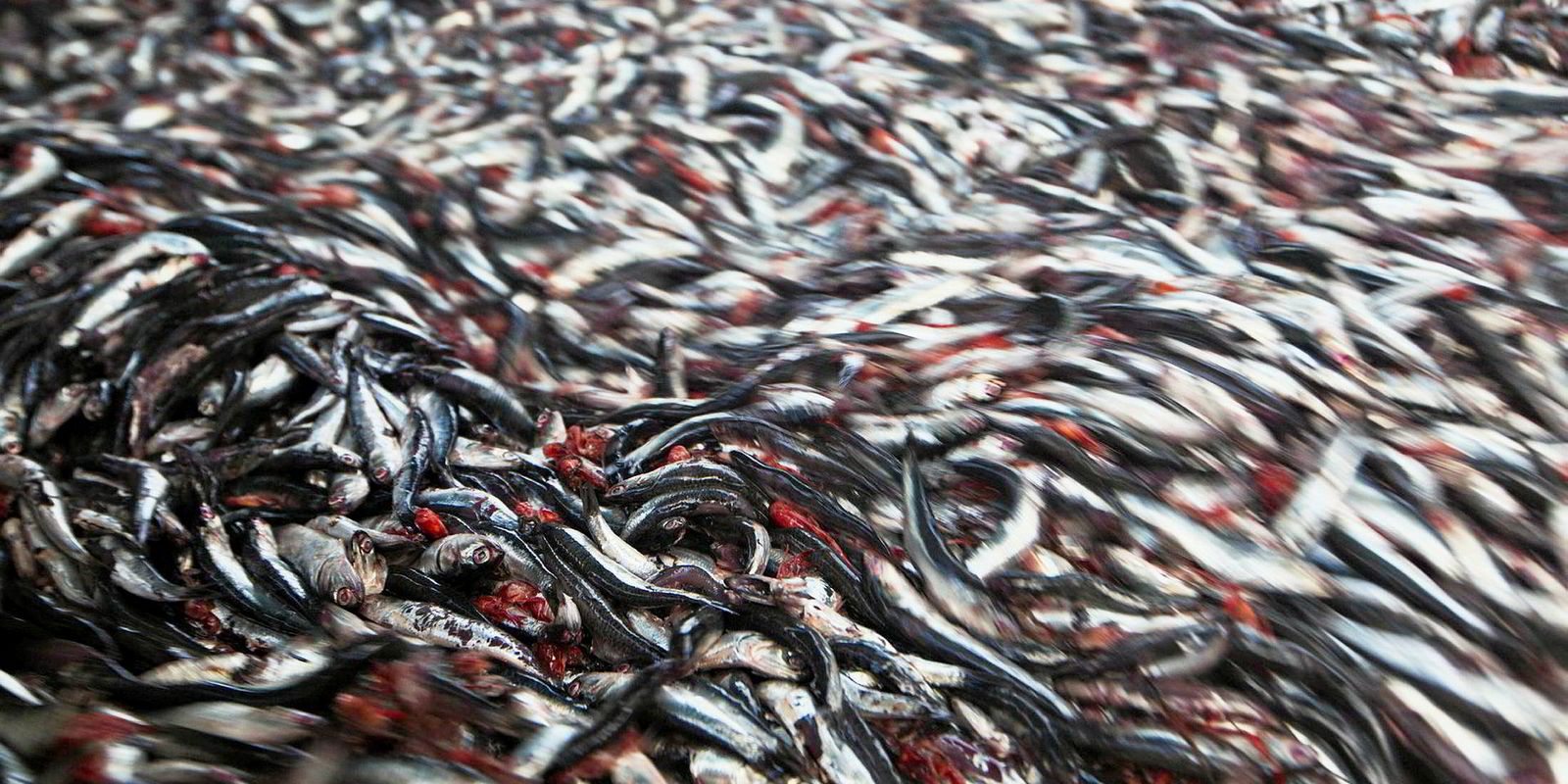 Peru anchovy fishery feeling good about possible MSC certification ...