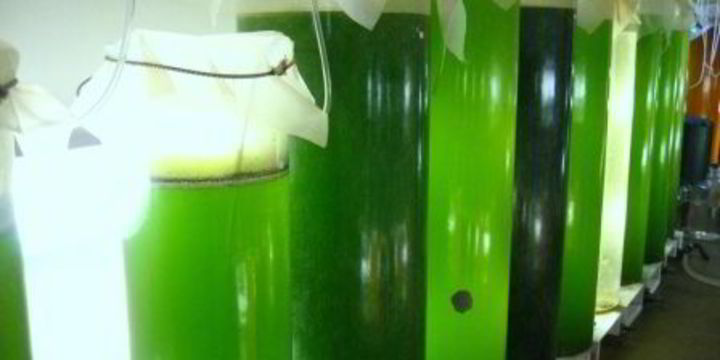 ExxonMobil forms algae-based biofuels alliance with SGI | Recharge