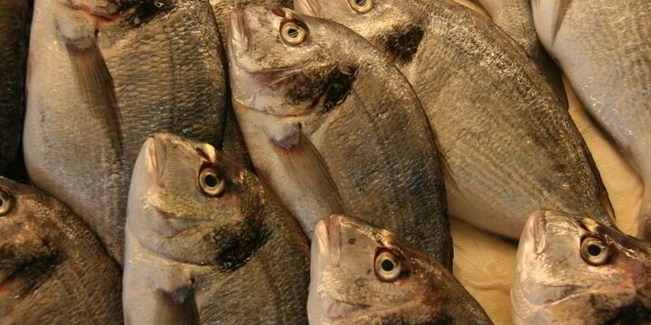 New $8 million project aims to boost sea bream and sea bass aquaculture ...