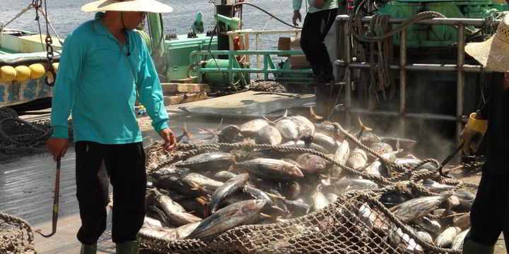 Solomon Islands skipjack, yellowfin fishery gets MSC approved ...