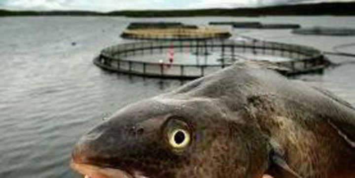 New IntraFish report: The future of farmed cod | IntraFish.com