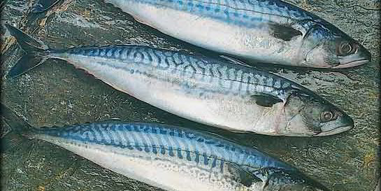 Japanese mackerel demand spurring competition | IntraFish.com