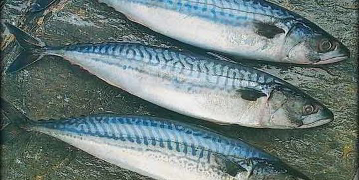 Japanese mackerel demand spurring competition | IntraFish.com