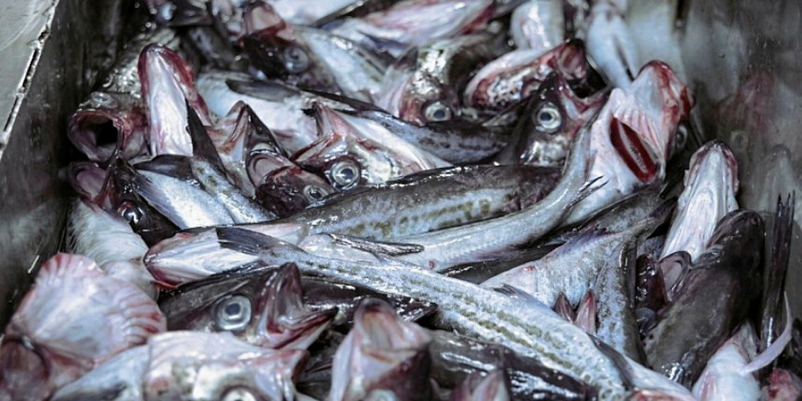 Russian longliners enter full MSC certification for Western Bering Sea ...