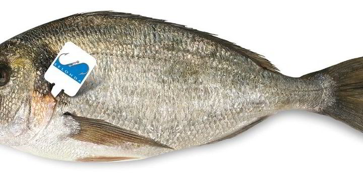 Turkish, Greek producers receive awards for sea bream, bass | IntraFish.com