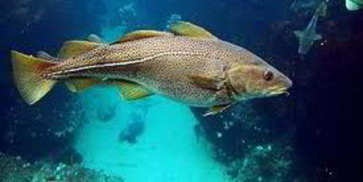 Record low levels lead to petition to stop Gulf of Maine cod fishing ...