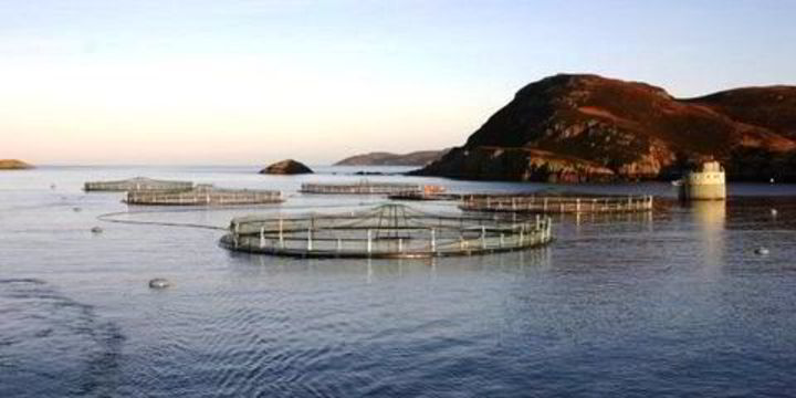 Marine Harvest estimates $300,000 loss from massive Scottish escape ...