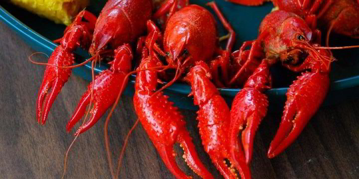 Irish crawfish prices drop to record low levels | IntraFish.com