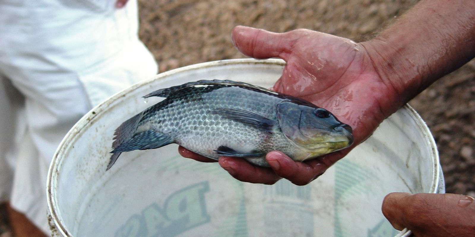 Indonesia helps Fiji with fish farming workshop | IntraFish.com