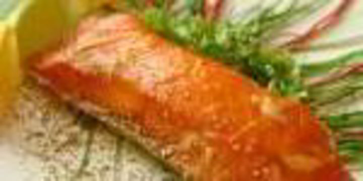 Cluny Fish boosted by U.S. and China demand | IntraFish.com