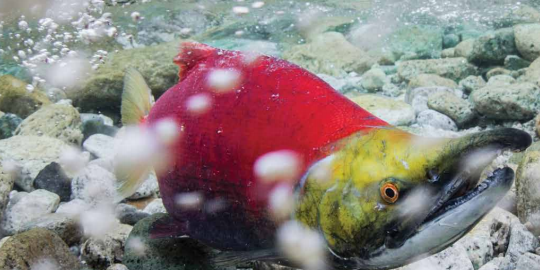 Bristol Bay group, chefs to host sockeye salmon workshops | IntraFish.com
