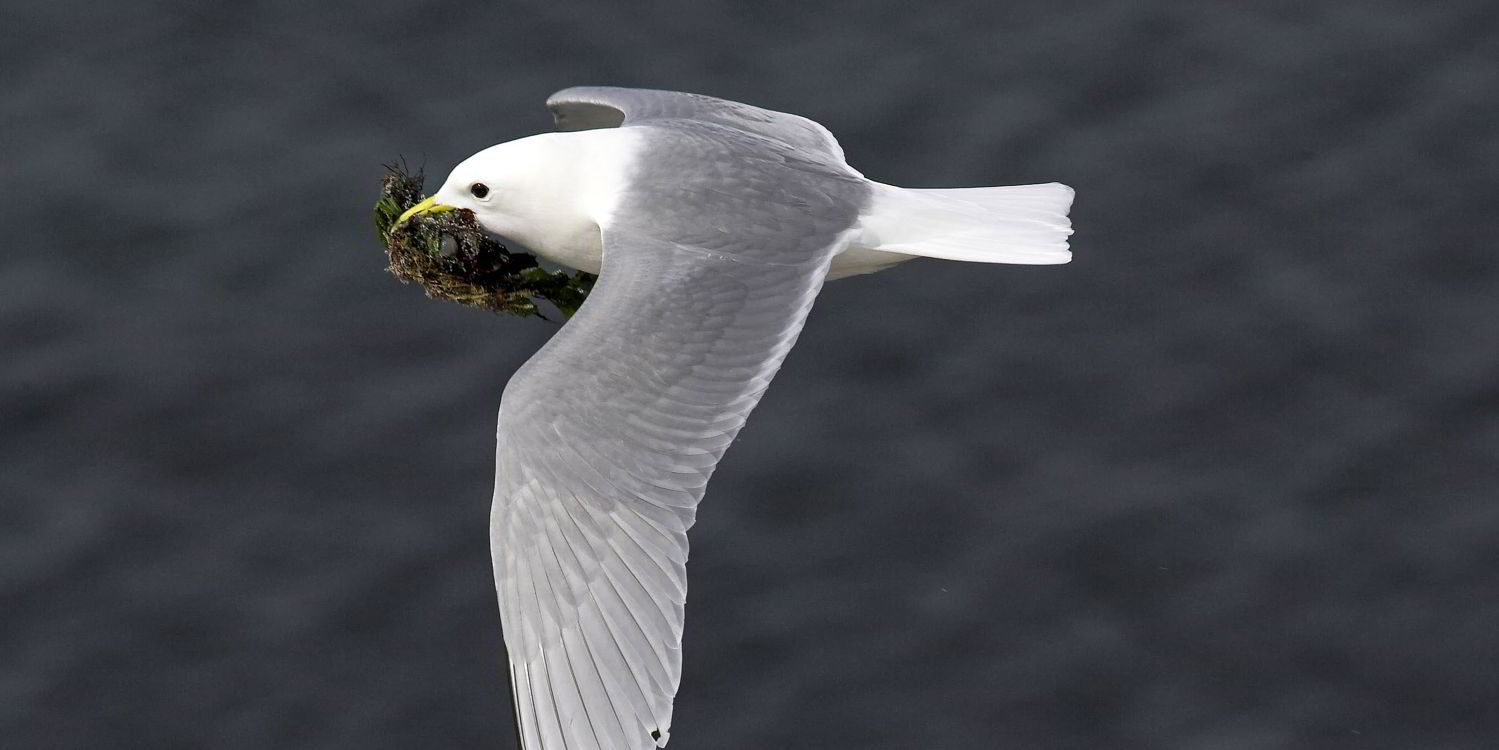 Petrofac takes wing at Kittiwake | Upstream Online