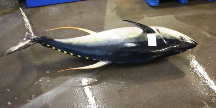 America Samoa tuna fishery enters MSC process | IntraFish.com