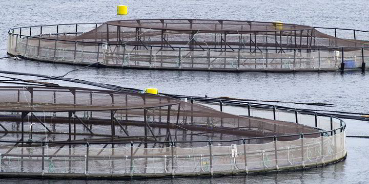 Marine Harvest Canada hatchery gains four-star BAP status | IntraFish.com
