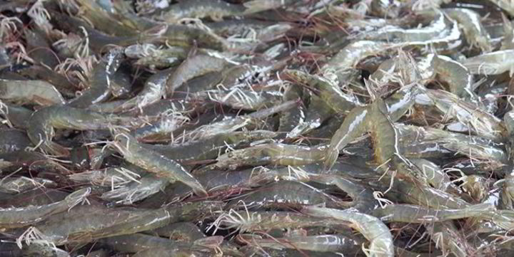 Fiji makes aquaculture a top priority | IntraFish.com