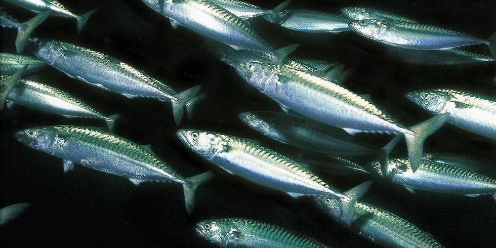 Så mye makrell kan du fiske i nord | Fiskeribladet