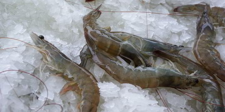 Is Kuwait's first small-scale shrimp farm the start of something big ...
