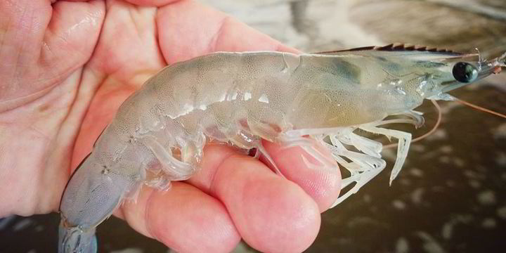 VIDEO: drone footage of world's largest shrimp farm | IntraFish.com