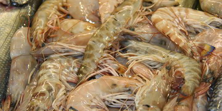 BMR Group becomes India's first fully integrated BAP shrimp supplier ...