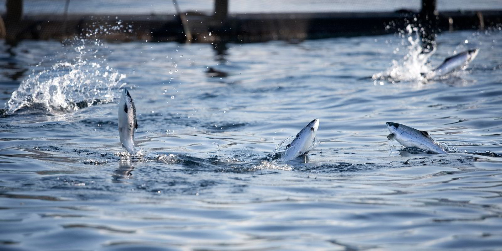 Cermaq's iFarm allows for 'individual' fish farming | IntraFish.com