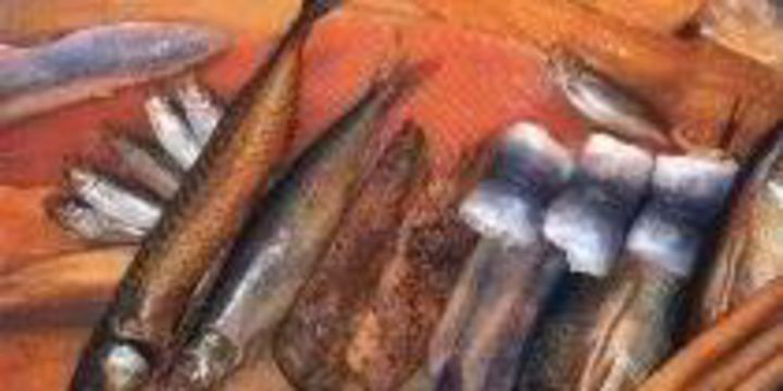 German hunger for value-added seafood grows | IntraFish.com