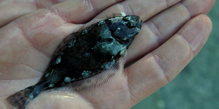 New tech for halibut juvenile production | IntraFish.com