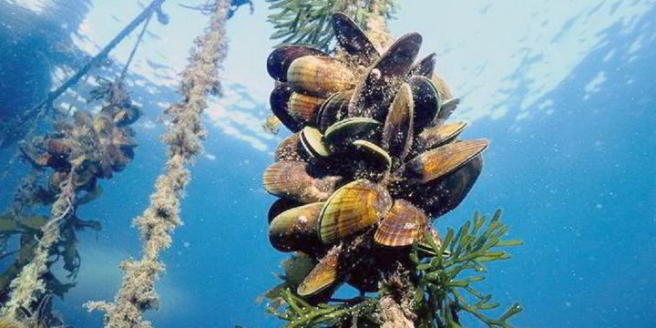 Sustainability expert: Bivalves are the future of farming | IntraFish