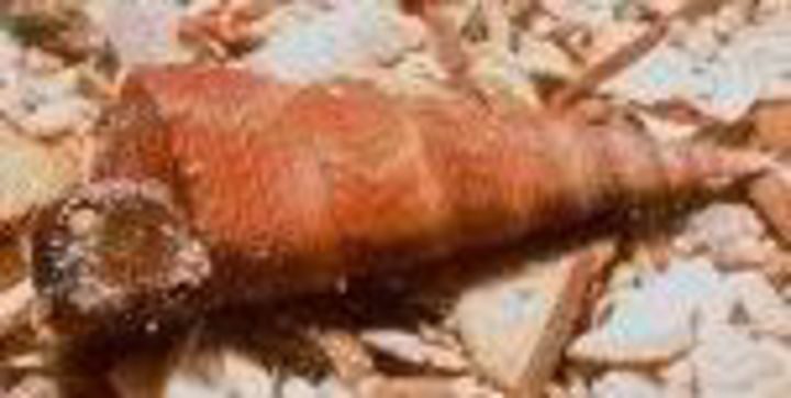 Screw shell ready to engulf Australia | Upstream Online