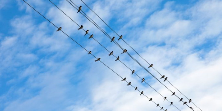 Nettalliansen vokser med ny sjef | Europower