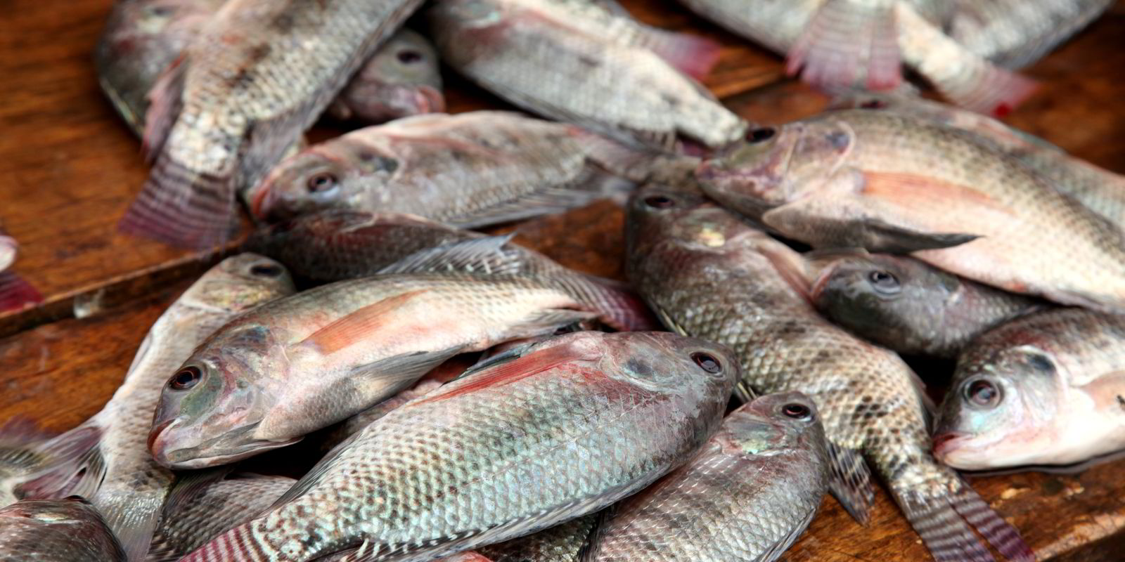 Namibia establishes aquaculture investment fund | IntraFish.com