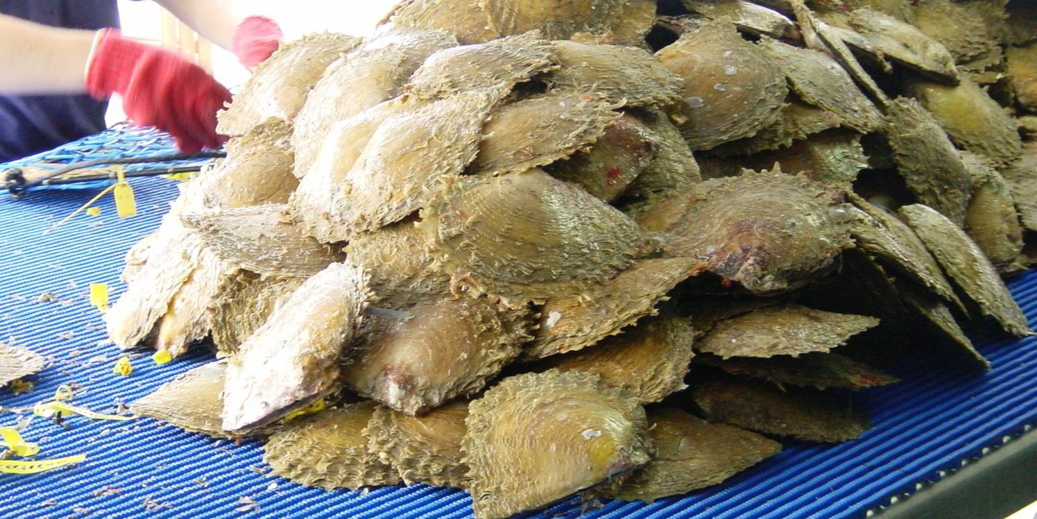 World's first pearl fishery up for MSC certification | IntraFish.com